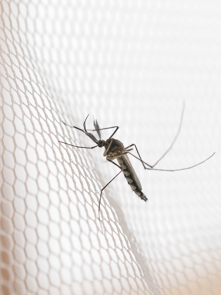 Lotta alla zanzara tigre - Comune di Sorbolo Mezzani